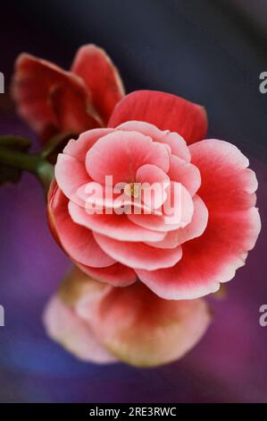 Closeup of a pink Begonia Stock Photo - Alamy