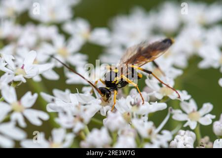 An ichneumon wasp, solitary wasp species, pollinator, pollinators, on ...