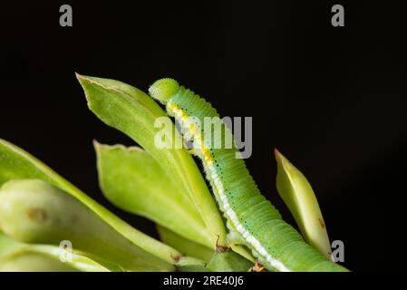Caterpillar walking on a leaf isolated with black background Stock ...