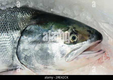 Fill Salmon are on sale in the fish market Stock Photo - Alamy