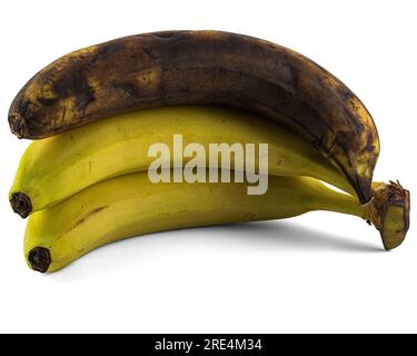 Three over ripe bananas - studio shot with a white background Stock ...