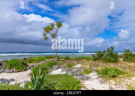 Pandanus trees growing along the beach on Efate Island, near Port Vila ...
