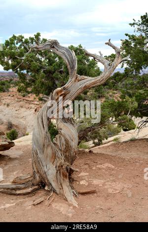 Utah juniper (Juniperus osteosperma) is an evergreen tree native to ...