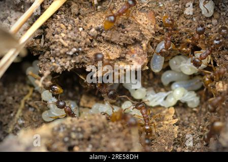 Nest of Common Red Ants (Myrmica cf. rubra) protecting their eggs ...
