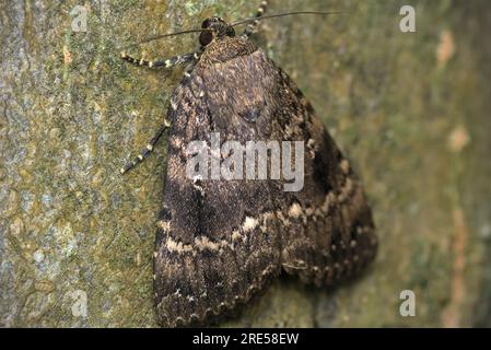 Single Copper Underwing (Amphipyra cf. berbera) on a tree, macro ...