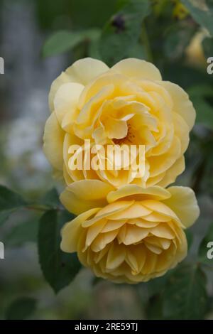 Rose (Rosa 'Graham Thomas') in flower Stock Photo - Alamy