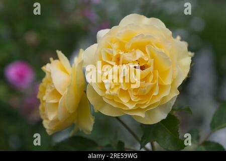 Rosa 'Graham Thomas'. Yellow rose portrait Stock Photo - Alamy