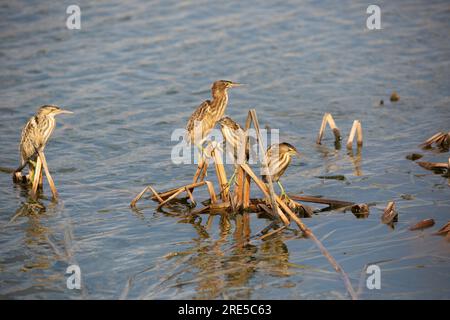Chicks of Little bittern nesting standing in the nest Stock Photo - Alamy