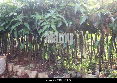 mango tree plant on farm for harvest are cash crops Stock Photo - Alamy