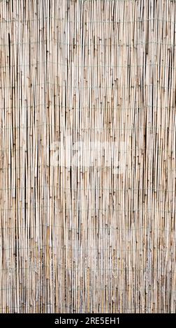 texture background with small reeds. canopy wall background Stock Photo ...
