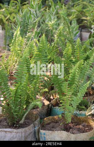 Fern Plant on farm for harvest are cash crops Stock Photo - Alamy