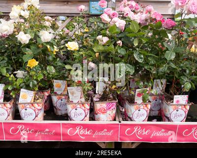 Bush roses Floribunda several species and colours for sale in a ...