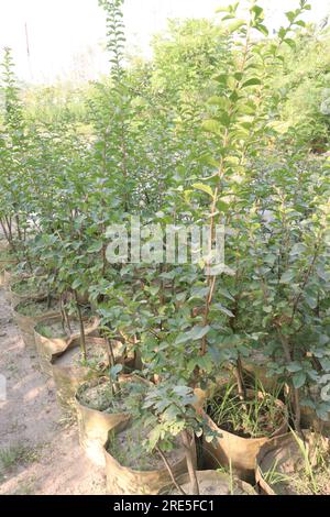 Siberian elm tree plant on farm for harvest are cash crops Stock Photo ...