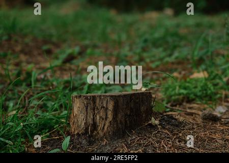 an old rotten stump with roots sticking out of the ground overgrown ...