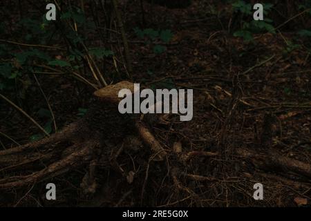 an old rotten stump with roots sticking out of the ground overgrown ...