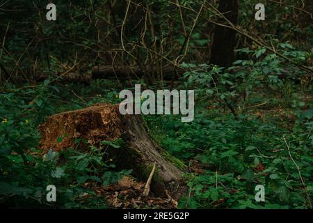 an old rotten stump with roots sticking out of the ground overgrown ...