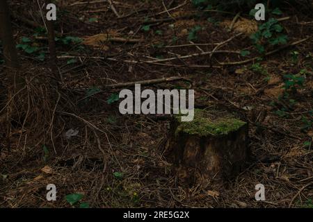 an old rotten stump with roots sticking out of the ground overgrown ...