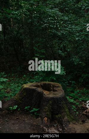 an old rotten stump with roots sticking out of the ground overgrown ...