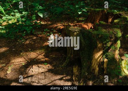 an old rotten stump with roots sticking out of the ground overgrown ...