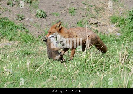 Fox Rival Kills Cub Stock Photo - Alamy