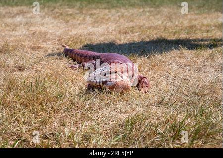 Big Argentinian red tegu lizard Salvator rufescens common in exotic pet ...
