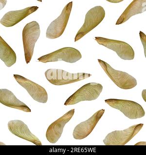SILVER MAPLE SEED (ACER SACCHARINUM) / STUDIO Stock Photo - Alamy