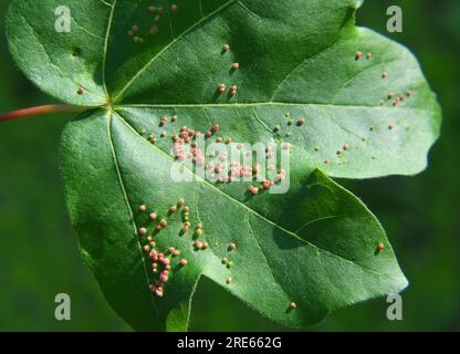 Maple tree disease by the gall mites causing red bumps on leaves; maple ...
