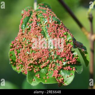 Galls of field maple (Acer campestre) produced by the arachnid Aceria ...