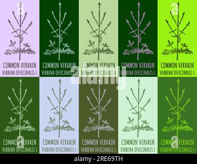 Vector drawing COMMON VERVAIN. Hand drawn illustration. The Latin name ...
