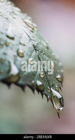 Water droplets falling off leaf, close up macro image Stock Photo - Alamy