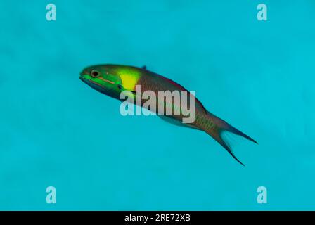 Two-Tone Wrasse Thalassoma amblycephalum Stock Photo - Alamy