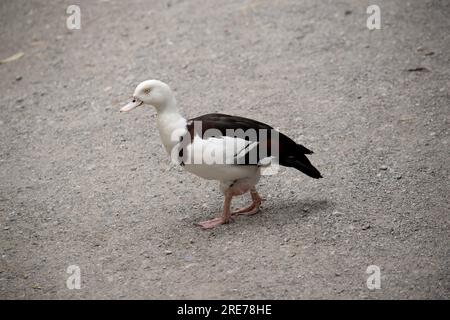 The Radjah Shelduck is white with a chestnut band across its chest. Its ...
