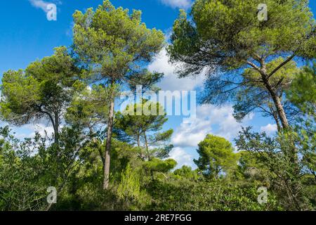Pine forest-savinar in the dunes of Son Real, Alcudia bay, Santa ...