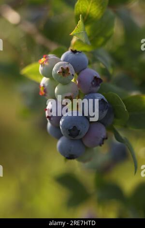 Blueberries on a branch on a sunny day seen up close Stock Photo - Alamy