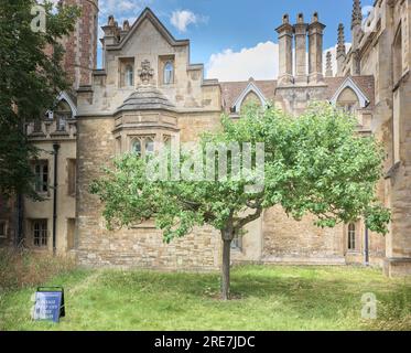 The purported Isaac Newton apple tree in the front garden of Trinity ...