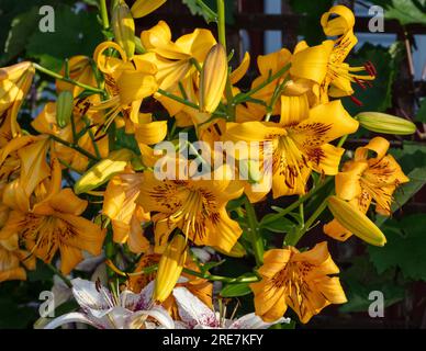 'Yellow Pixels' Asiatic Lily, Asiatisk lilja (Lilium asiatica Stock ...