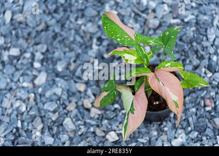 syngonium red spot tricolor in the pot Stock Photo - Alamy
