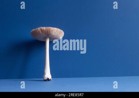 Mushroom cap with lamellae, Agaric fungus, cross section, 20X light ...