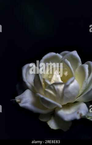White miniature rose in bloom seen up close Stock Photo - Alamy