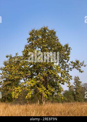 Indian ebony or Tendu (Diospyros Melanoxylon) fruit. Tendu is a ...