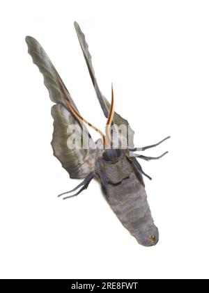 The nocturnal modest sphinx moth Pachysphinx modesta isolated on white ...