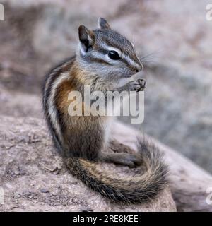 Chipmunk. Jasper National Park, Alberta, Canada Stock Photo - Alamy