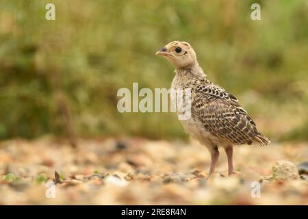 Young Wild Pheasant chicks Stock Photo - Alamy