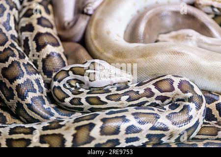 From above of large terrifying Indian pythons with skin reflecting ...