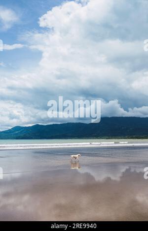 White dog running in waving sea water against cloudy sky while spending ...