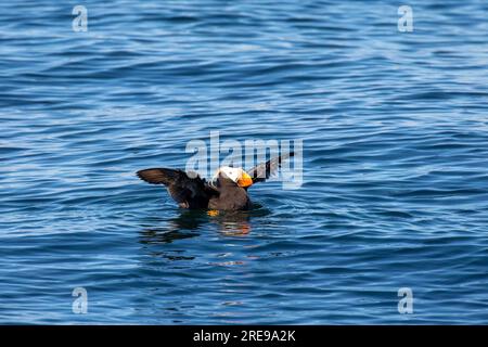 Profile of flying tufted puffin floating in water off coastal Kodiak ...