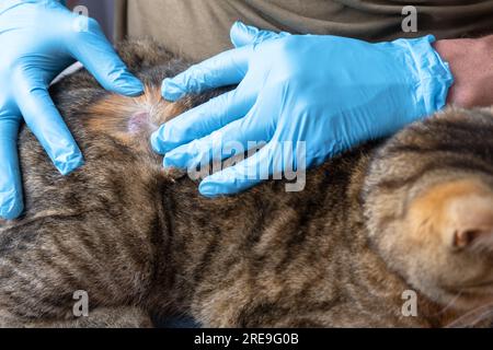 The fungal disease lichen in a cat under the coat is a dry crust of ...