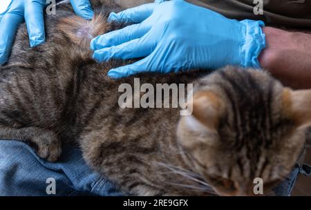 The fungal disease lichen in a cat under the coat is a dry crust of ...