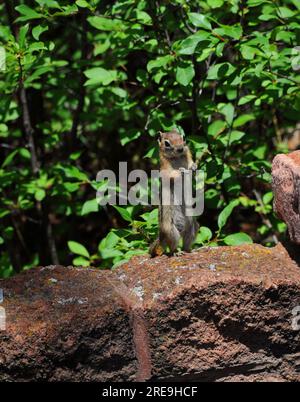 Cute chipmunk stands on his rear legs begging for food at the Little ...