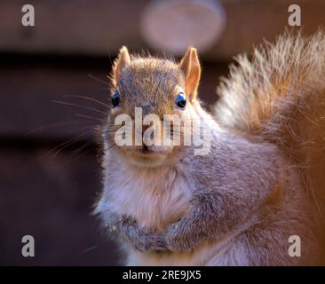 Squirrel with its arms crossed looking around at the photographer Stock ...